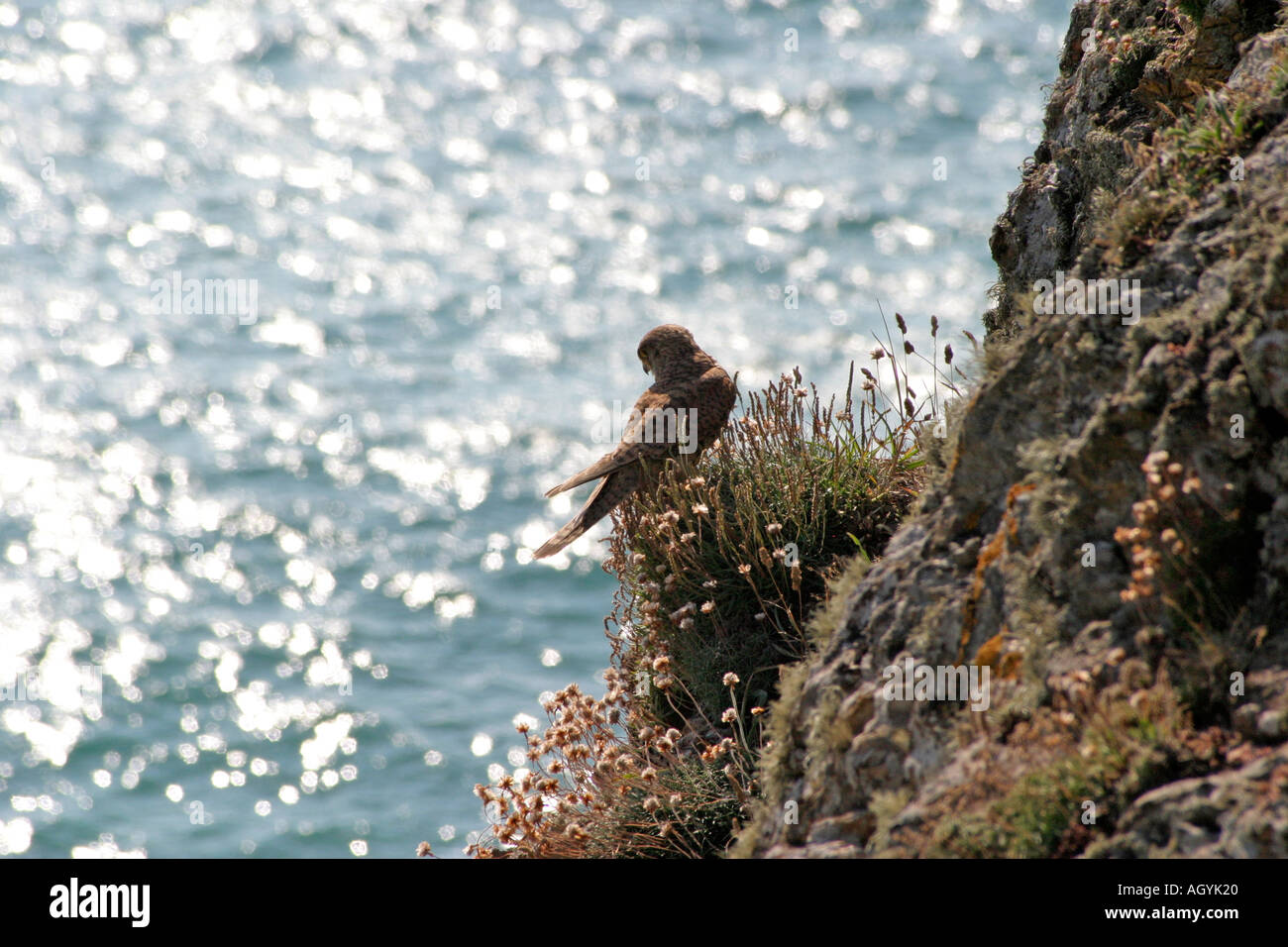 Peregrine Falcon Falco peregrinus Butter Hole Padsto Stock Photo - Alamy