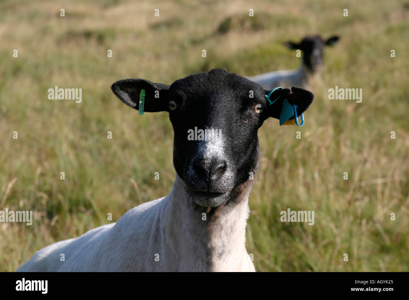 Black Headed Sheep Stock Photo - Alamy
