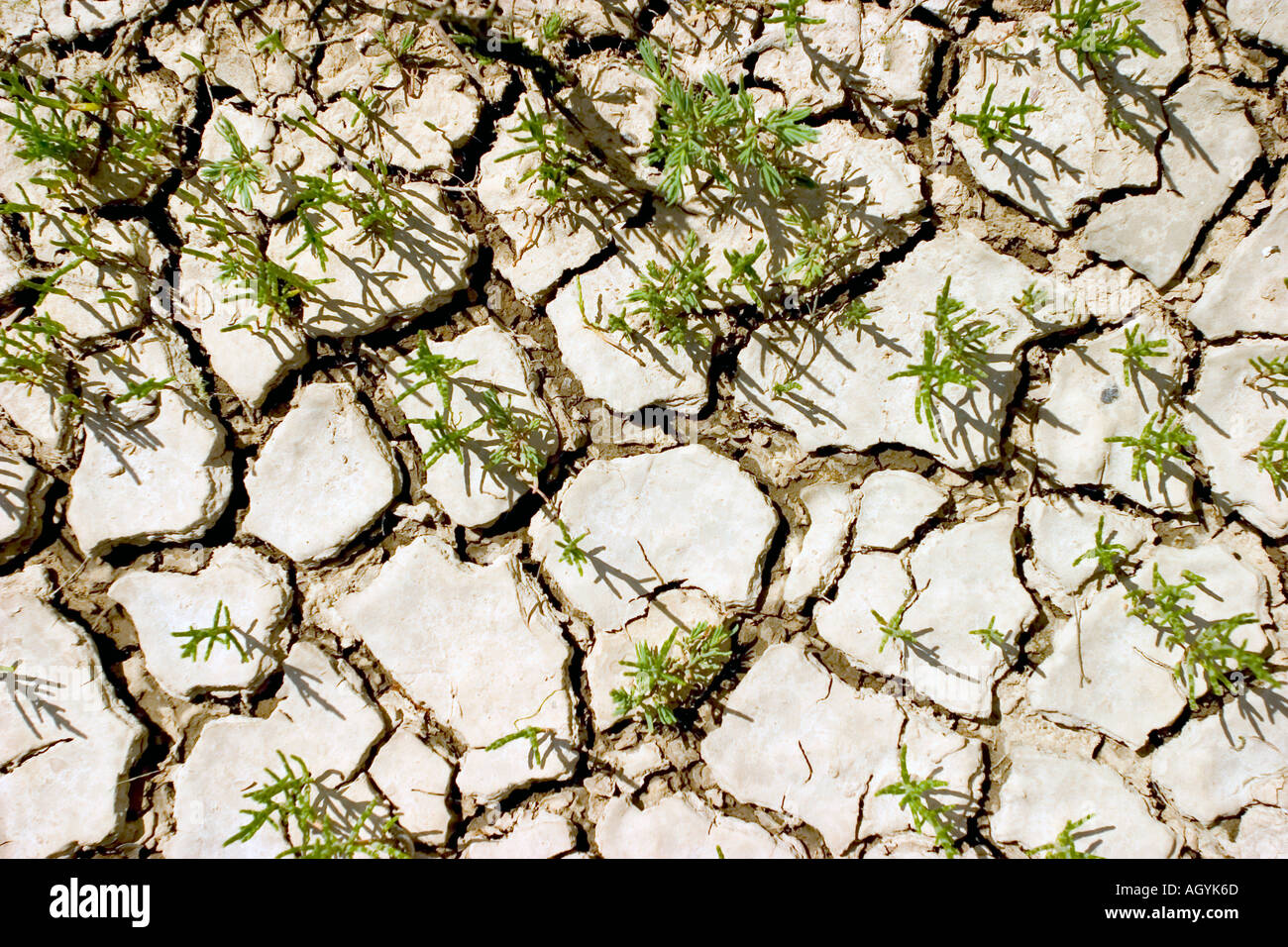 Close up of the cracked surface of parched earth with little green ...