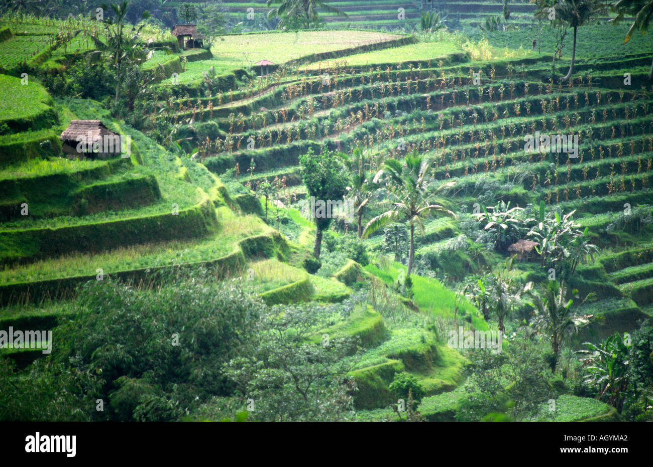 Stepped rice paddy hi-res stock photography and images - Alamy