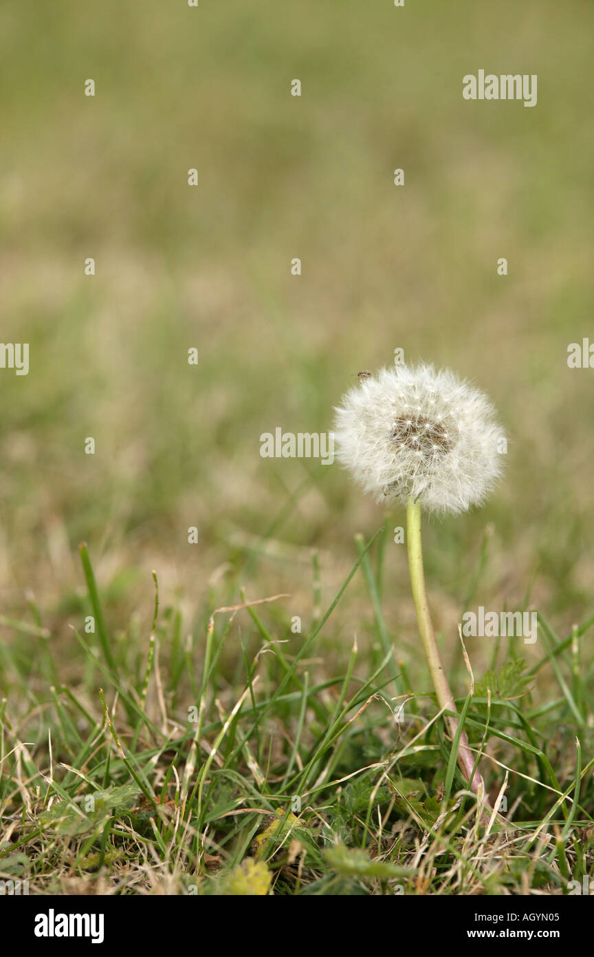 Close up detail of dandelion seed head growing in green grass depicting ...
