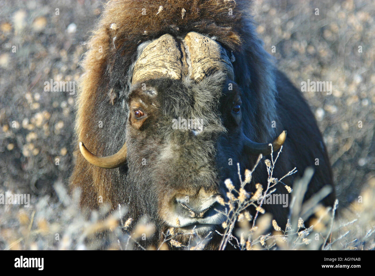 wild musk ox in Greenland Stock Photo - Alamy