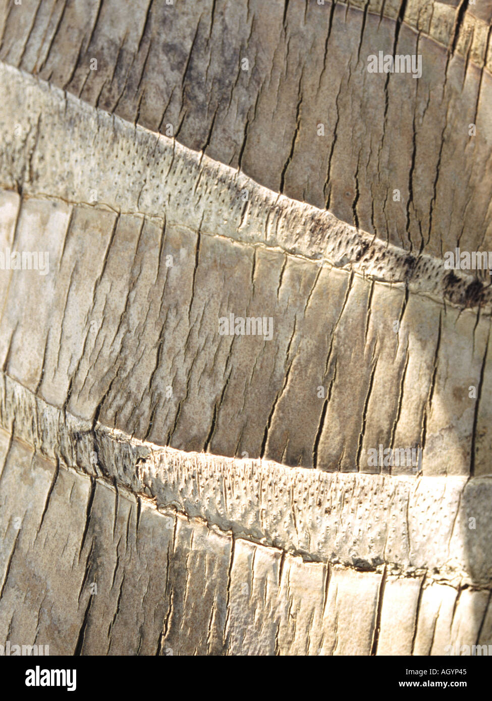 Mid section view of a coconut tree Stock Photo - Alamy
