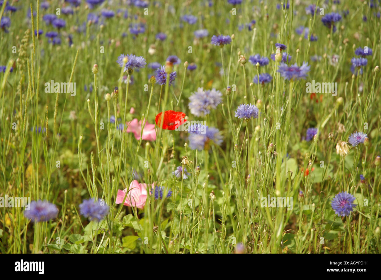 flowering blooming abloom blühend Blumenwiese flower meadow ...