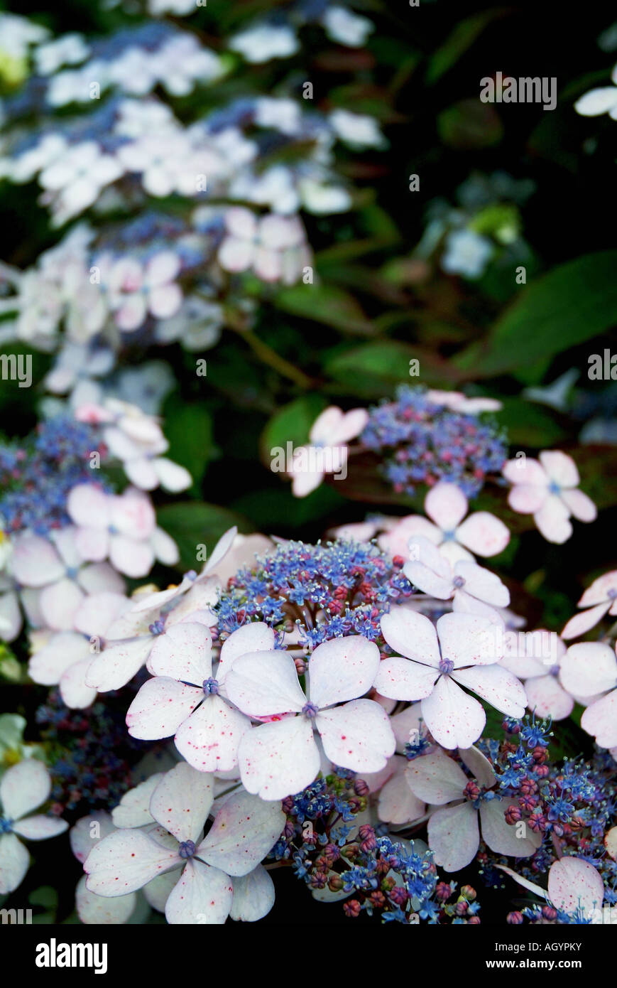 close-up of a hydrangea Stock Photo - Alamy