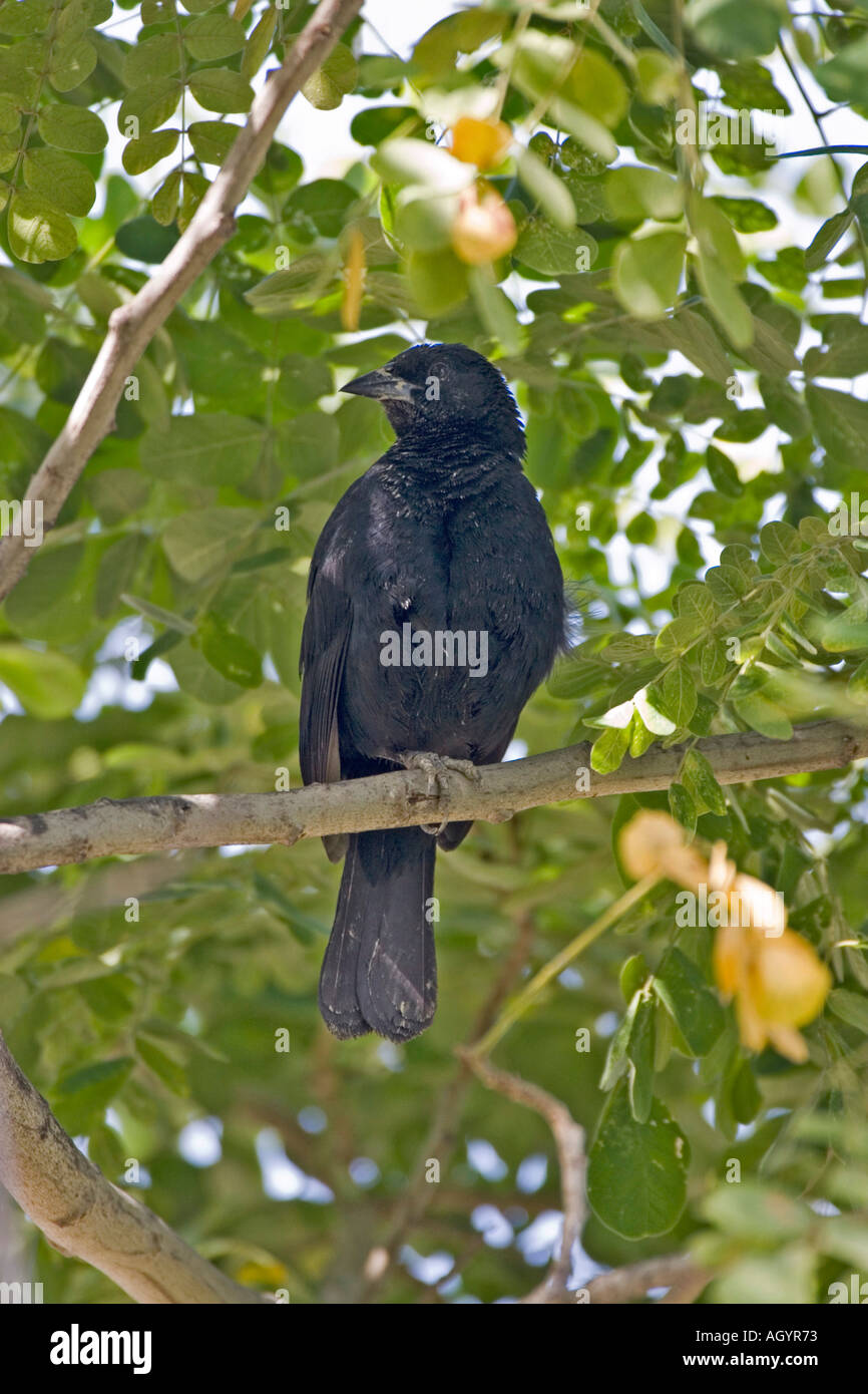 Scrub Blackbird Dives warszewiczi Guayaquil Ecuador Stock Photo - Alamy