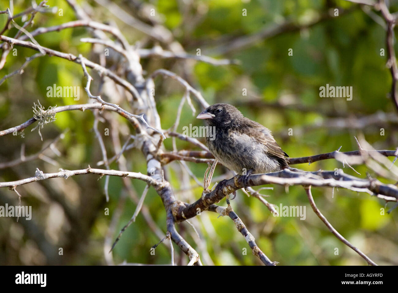 Medium Ground Finch Geospiza fortis Darwin s finches Galapagos Islands ...