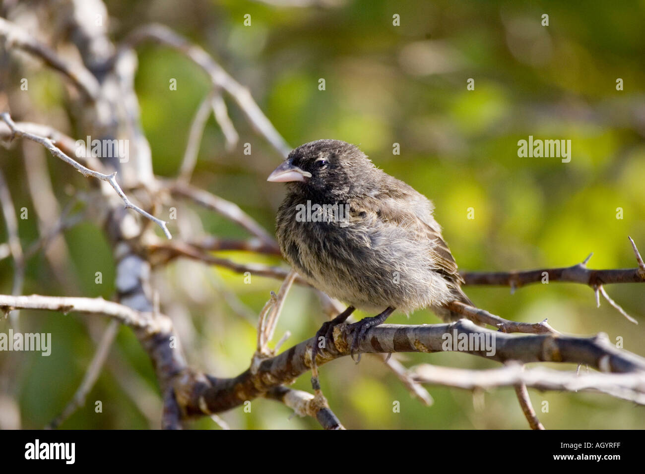 medium Ground Finch Geospiza fortis Darwin s finches Galapagos Islands ...