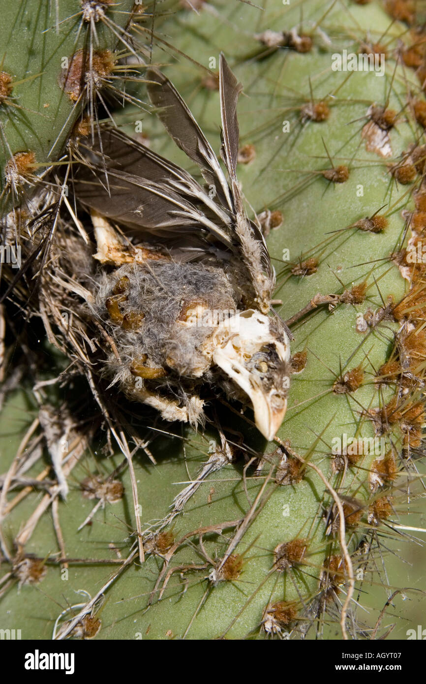 Darwin finches cactus hi-res stock photography and images - Alamy