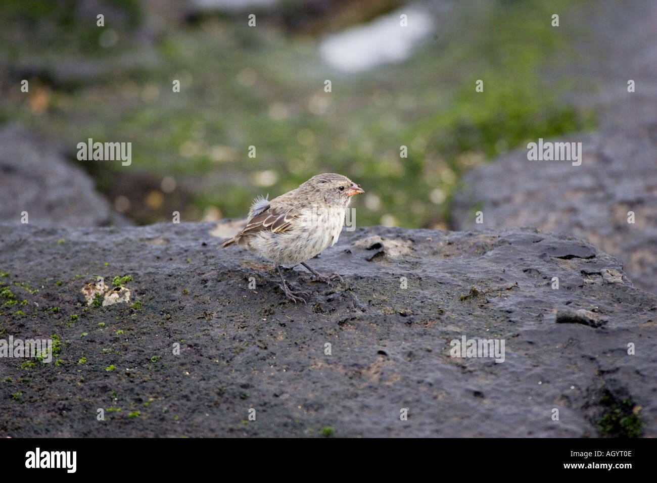 Small Ground Finch Geospiza fuliginosa male Galapagos Stock Photo - Alamy