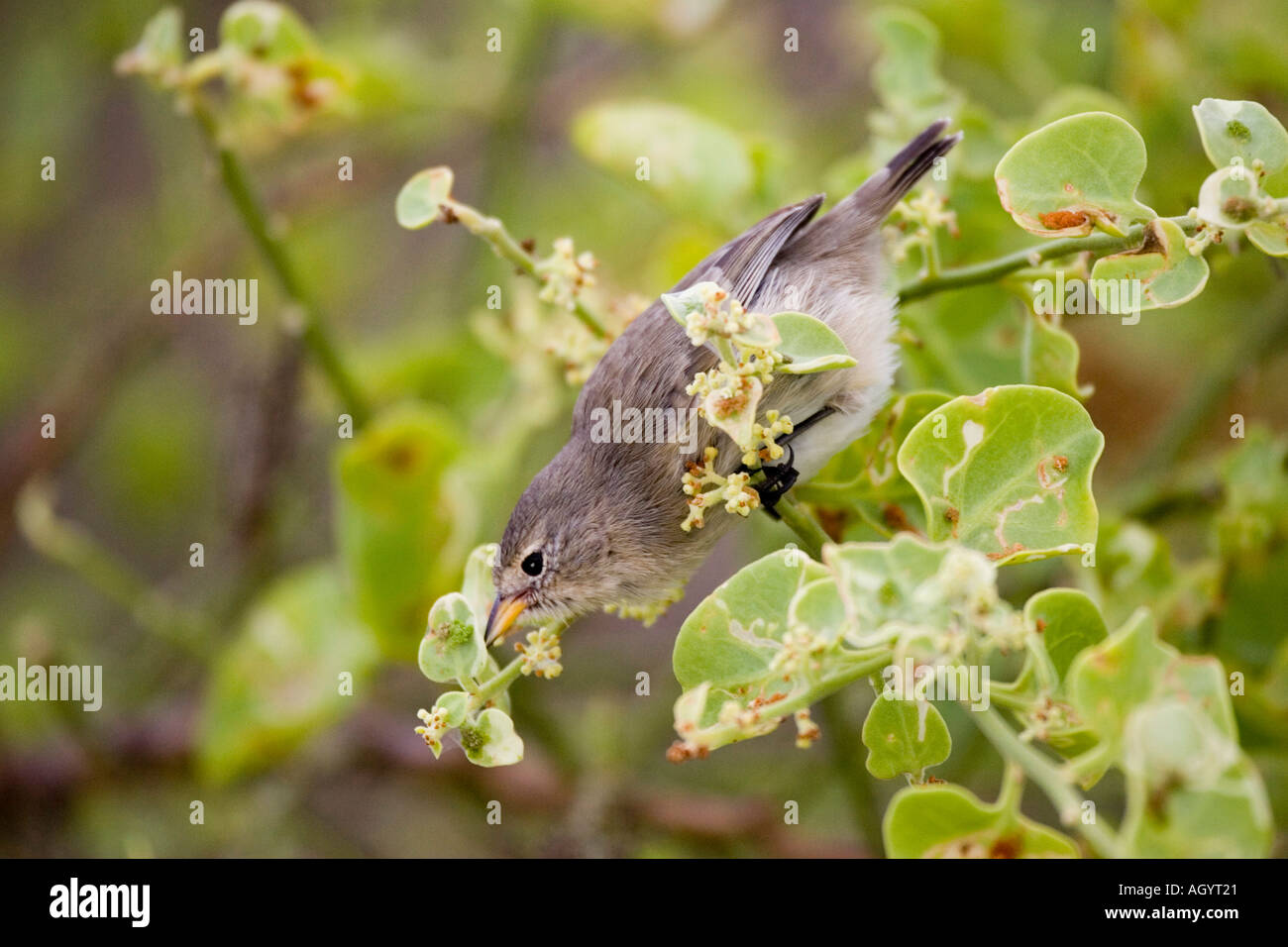 Fusca hi-res stock photography and images - Alamy