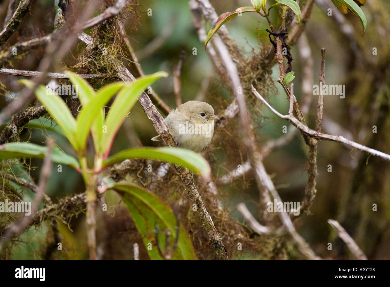 Certhidea olivacea hi-res stock photography and images - Alamy