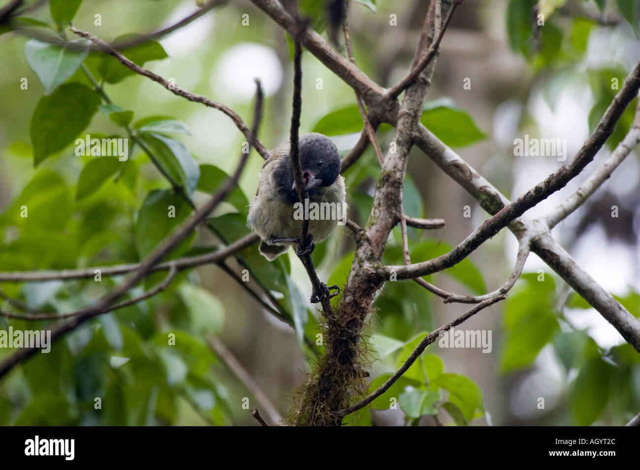 Large Tree finch Camarhynchus psittacula Santa Cruz highlands on ...