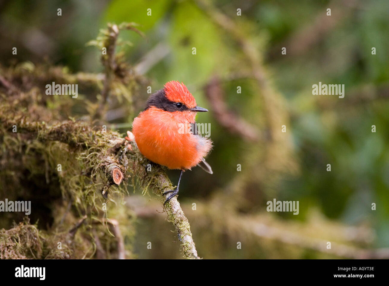 Vermilion Flycatcher pyrocephalus rubinus Galapagos Islands Stock Photo ...