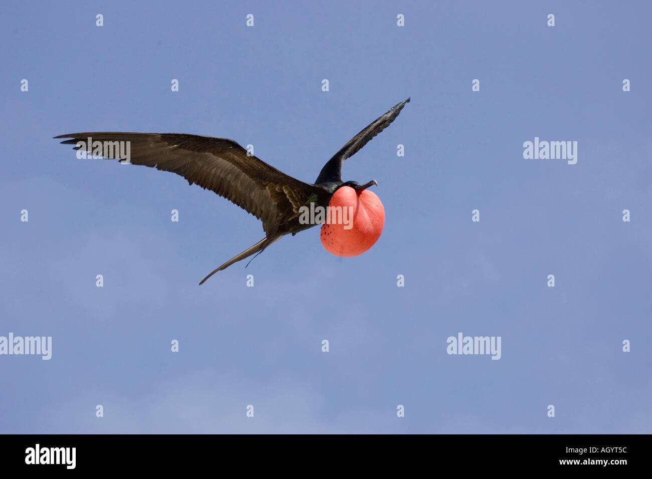 Great Frigatebird Fregata minor ridgwayi Male flying showing his red ...