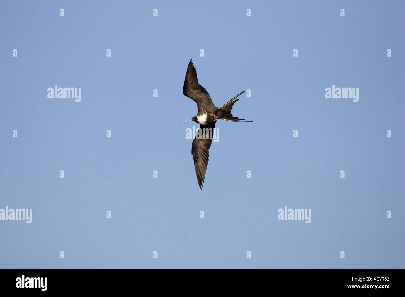 Female magnificent frigatebird fregata hi-res stock photography and ...