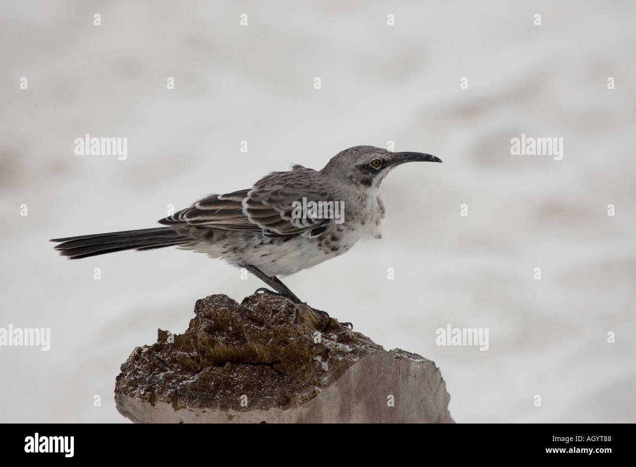 Hood Mockingbird Nesomimus macdonaldi photographed at Gardner bay on ...