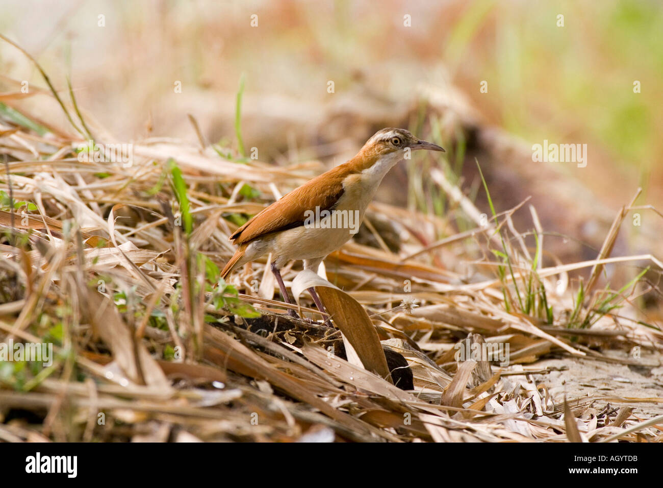 Pacific Hornero Furnarius cinnamomeus Stock Photo - Alamy