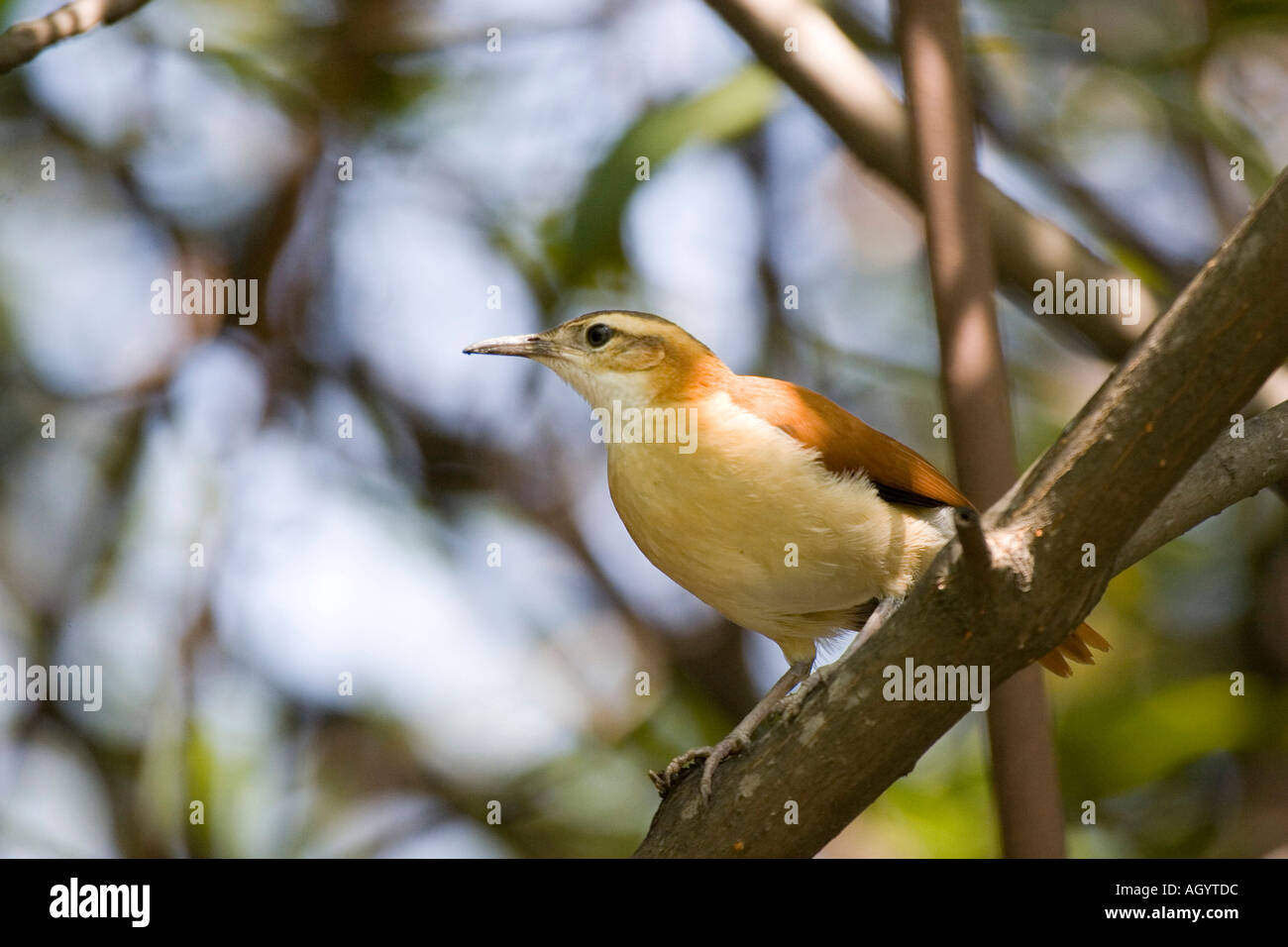 Pacific Hornero Furmarius cinnamomeus Ecuador Guayaquil Stock Photo - Alamy