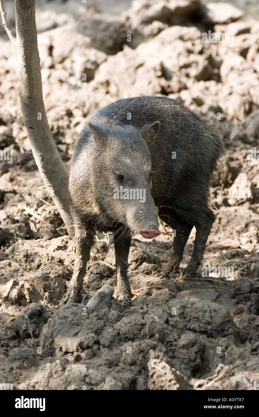 Collared Peccary Tayassu tajacu Peccaries Dicotylidae pig Stock Photo ...
