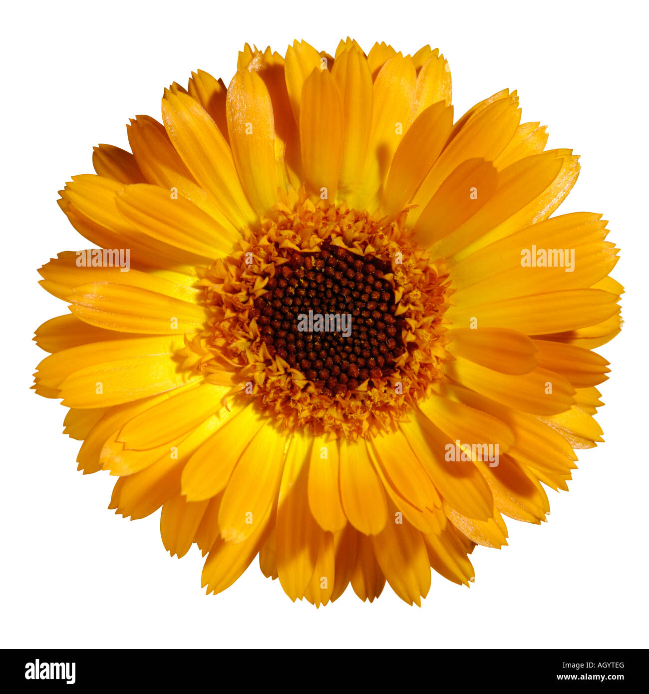 Orange daisy type flower Stock Photo - Alamy