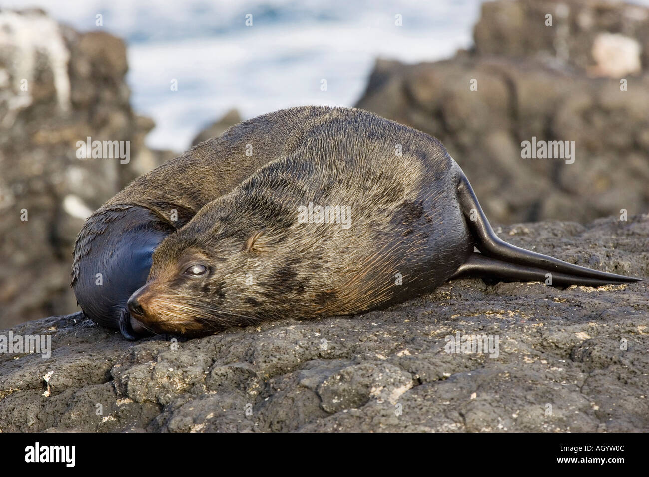 Galapagos fur seal Arctocephalus galapagoensis Stock Photo - Alamy