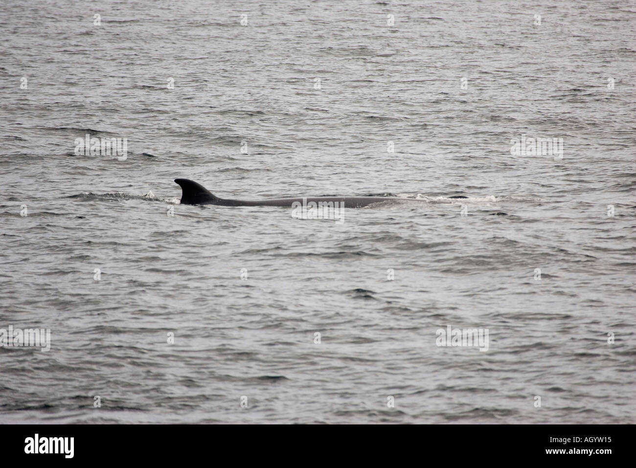 Bryde s Whale Balaenoptera edeni Stock Photo - Alamy
