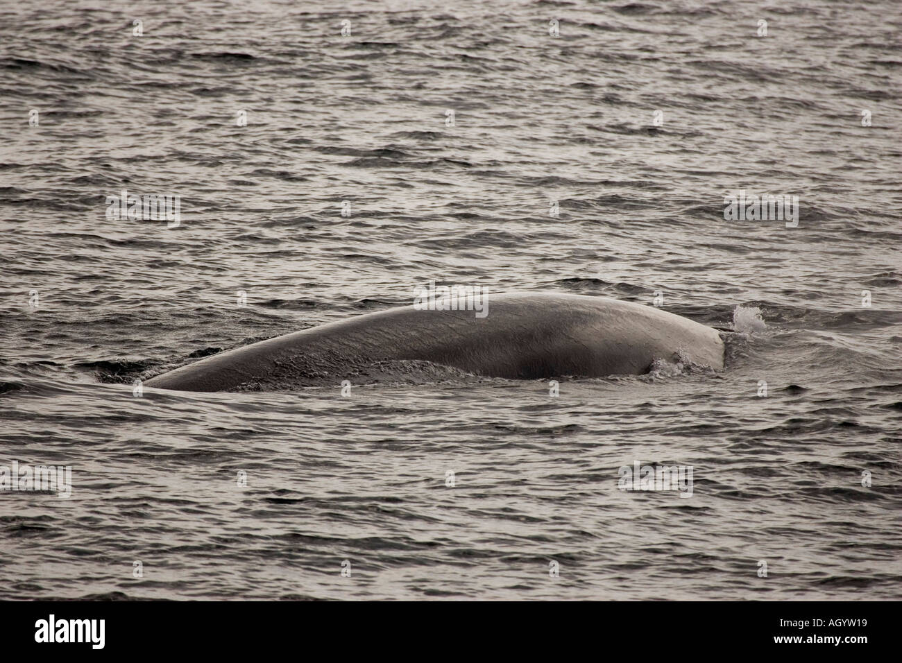 Balaenoptera edeni hi-res stock photography and images - Alamy