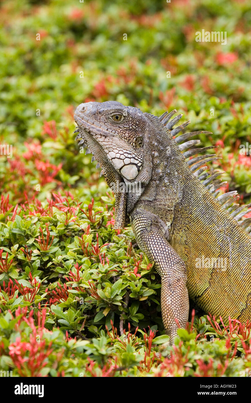Common Iguana Iquana iguana South America Ecuador Stock Photo - Alamy