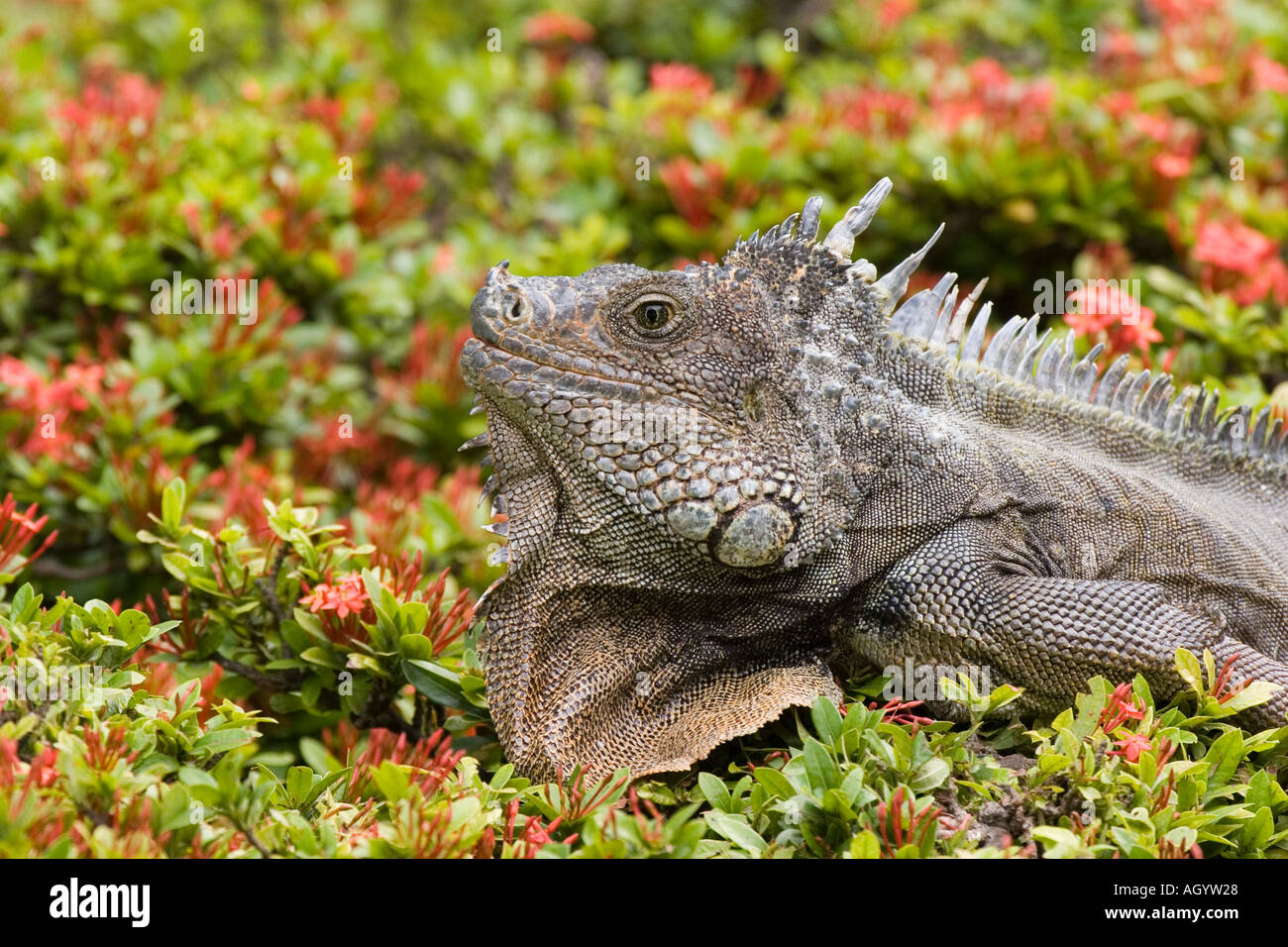 Common Iguana Iquana iguana South America Ecuador Stock Photo - Alamy