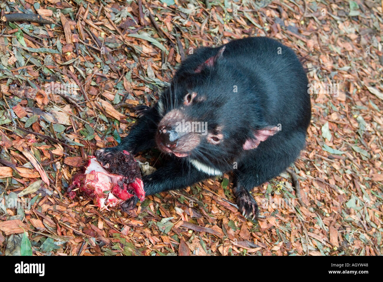 Flesh eating animals hi-res stock photography and images - Alamy