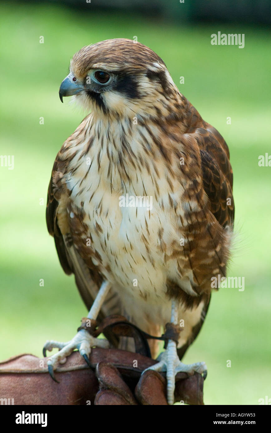Australian bird of prey the brown falcon Falco beriga Stock Photo - Alamy