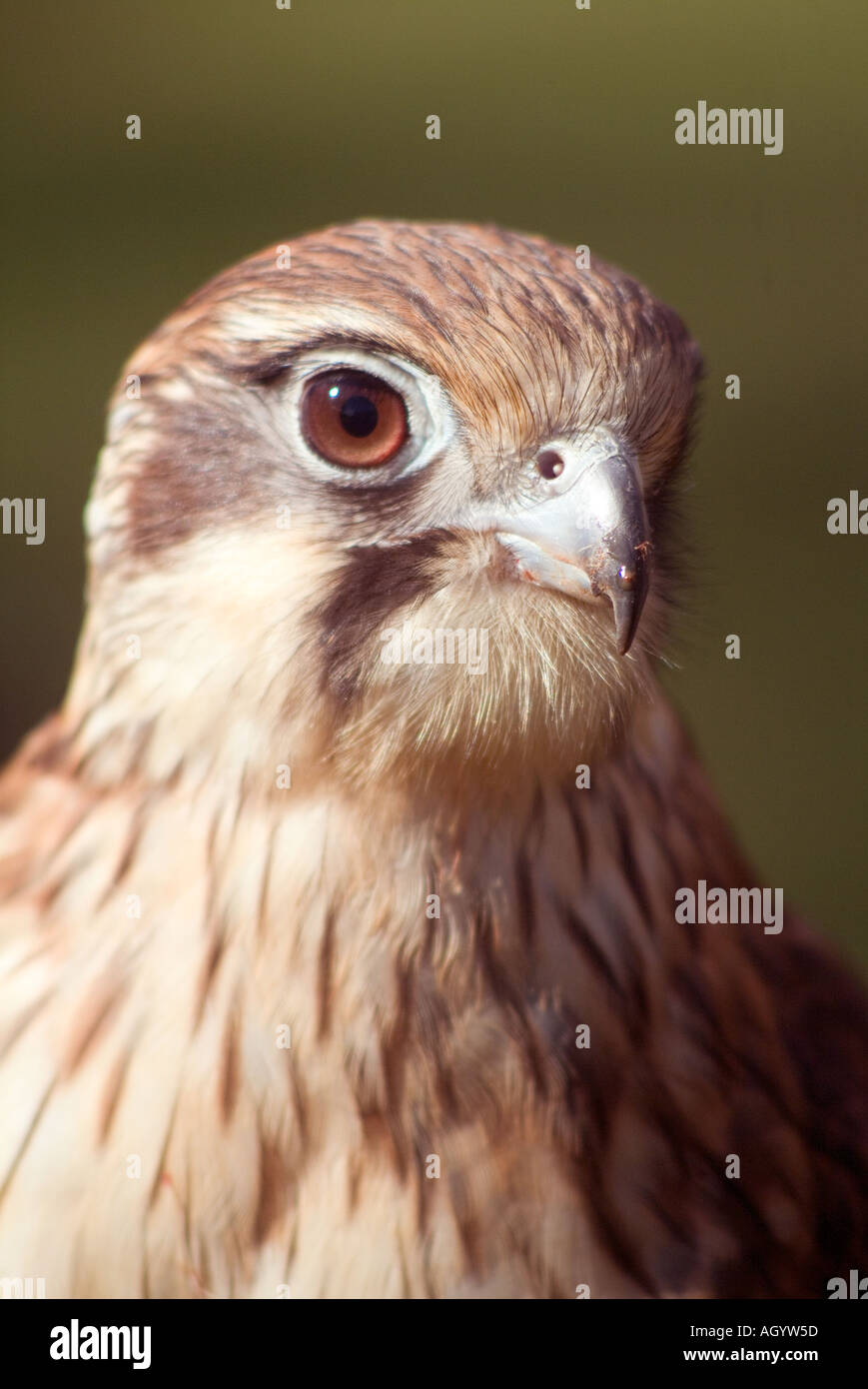 Australian falcon hi-res stock photography and images - Alamy