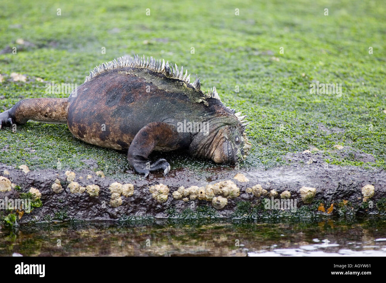 Marine iguana eating algae hi-res stock photography and images - Alamy