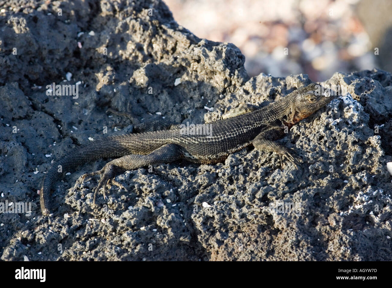 Lava Lizard Microlophus albemarlensis Fernandina island Galapagos r ...