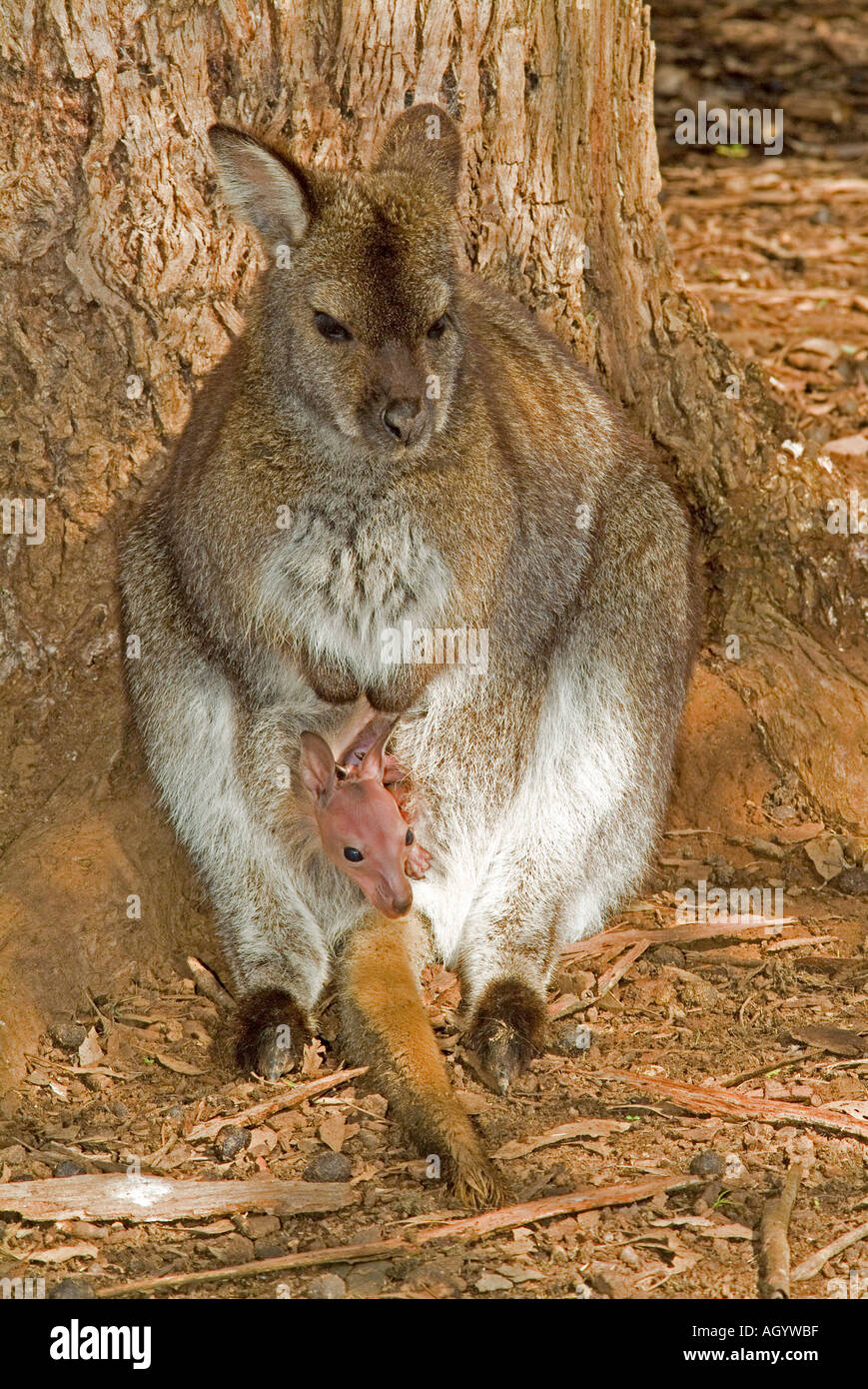 A Tasmanian red necked Wallaby Bennetts Wallaby Macropus rufogriseus ...