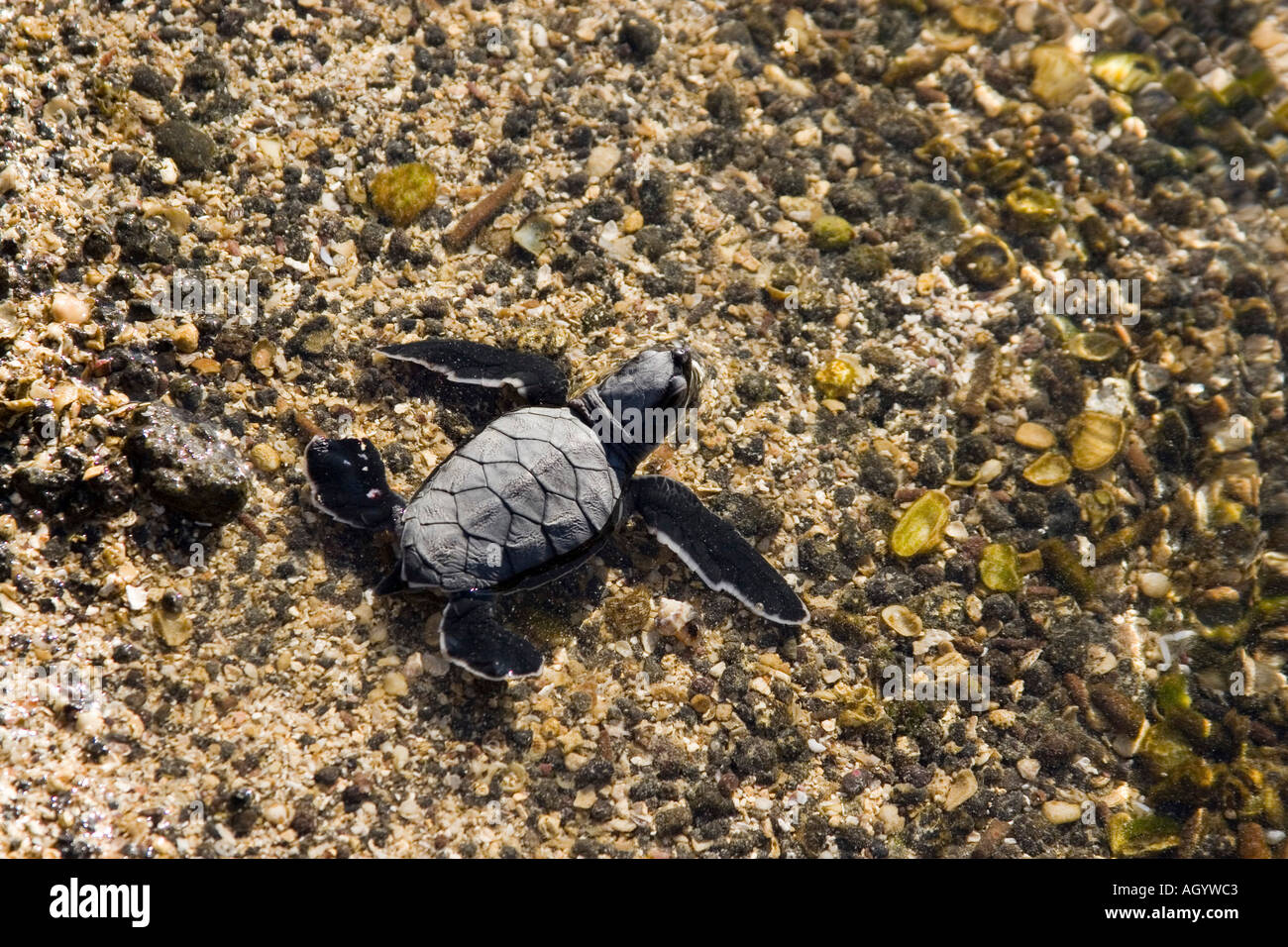 Baby pacific green turtle hi-res stock photography and images - Alamy