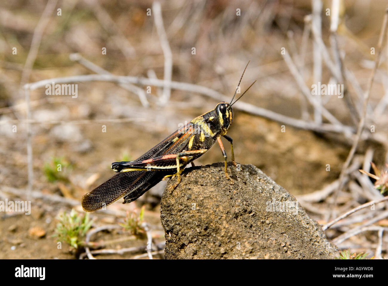 Large Painted Locust schistocerca melanocera Galapagos islands Stock ...