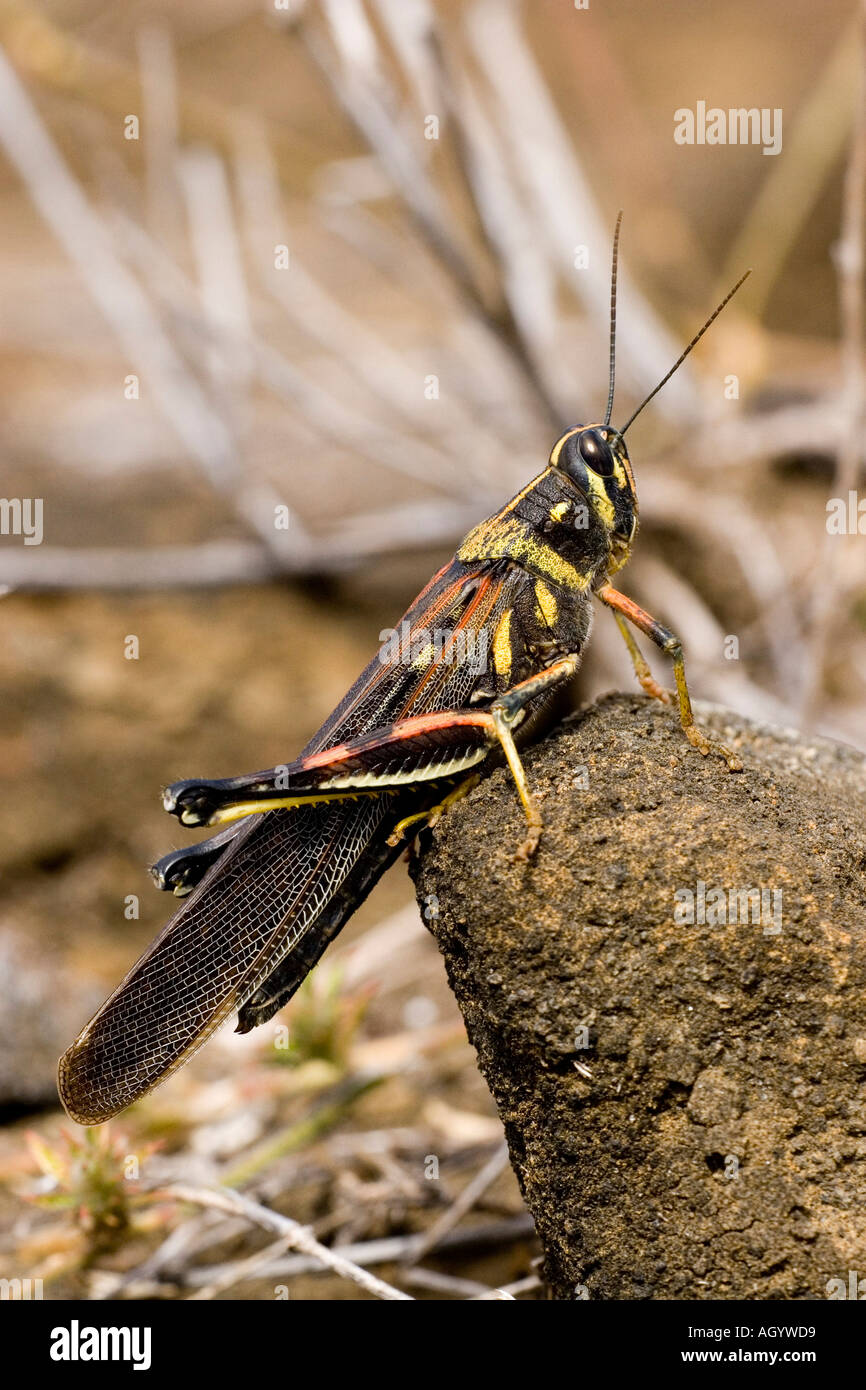 Large Painted Locust schistocerca melanocera Galapagos islands Stock ...