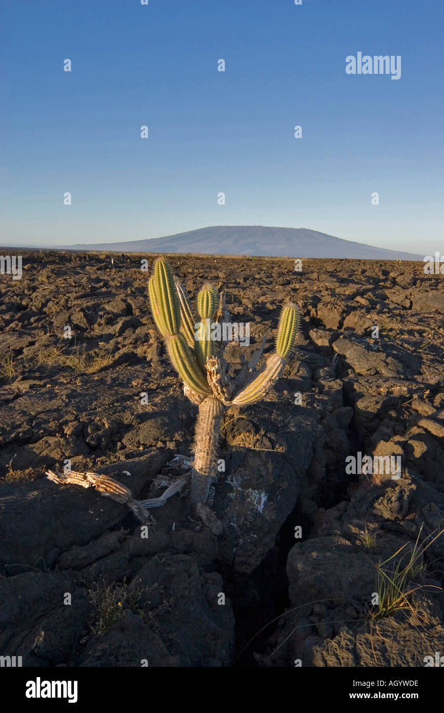 Candelabra Cactus Jasminocereus thouarsii Galapagos Islands growing on ...