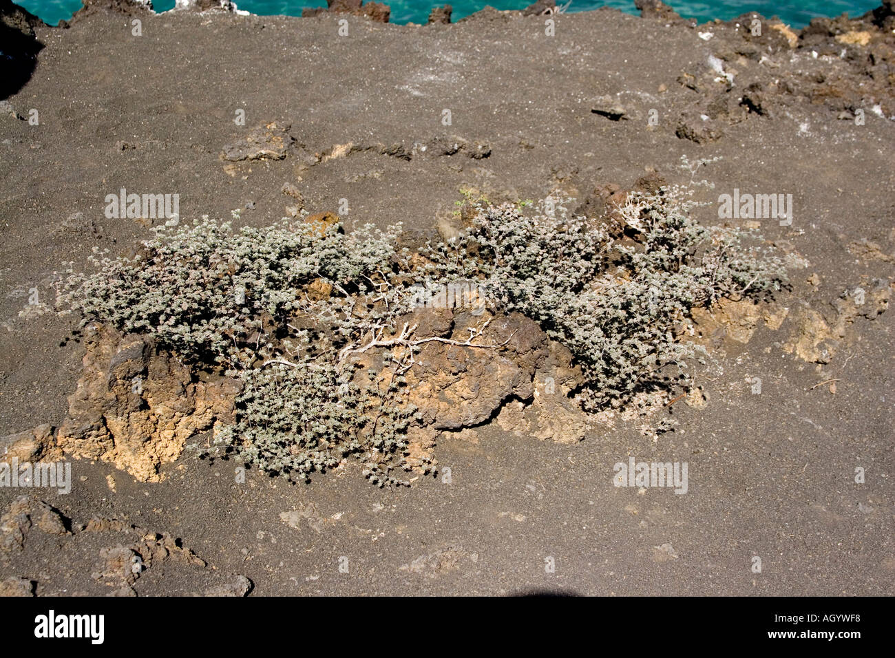 Matplant hi-res stock photography and images - Alamy