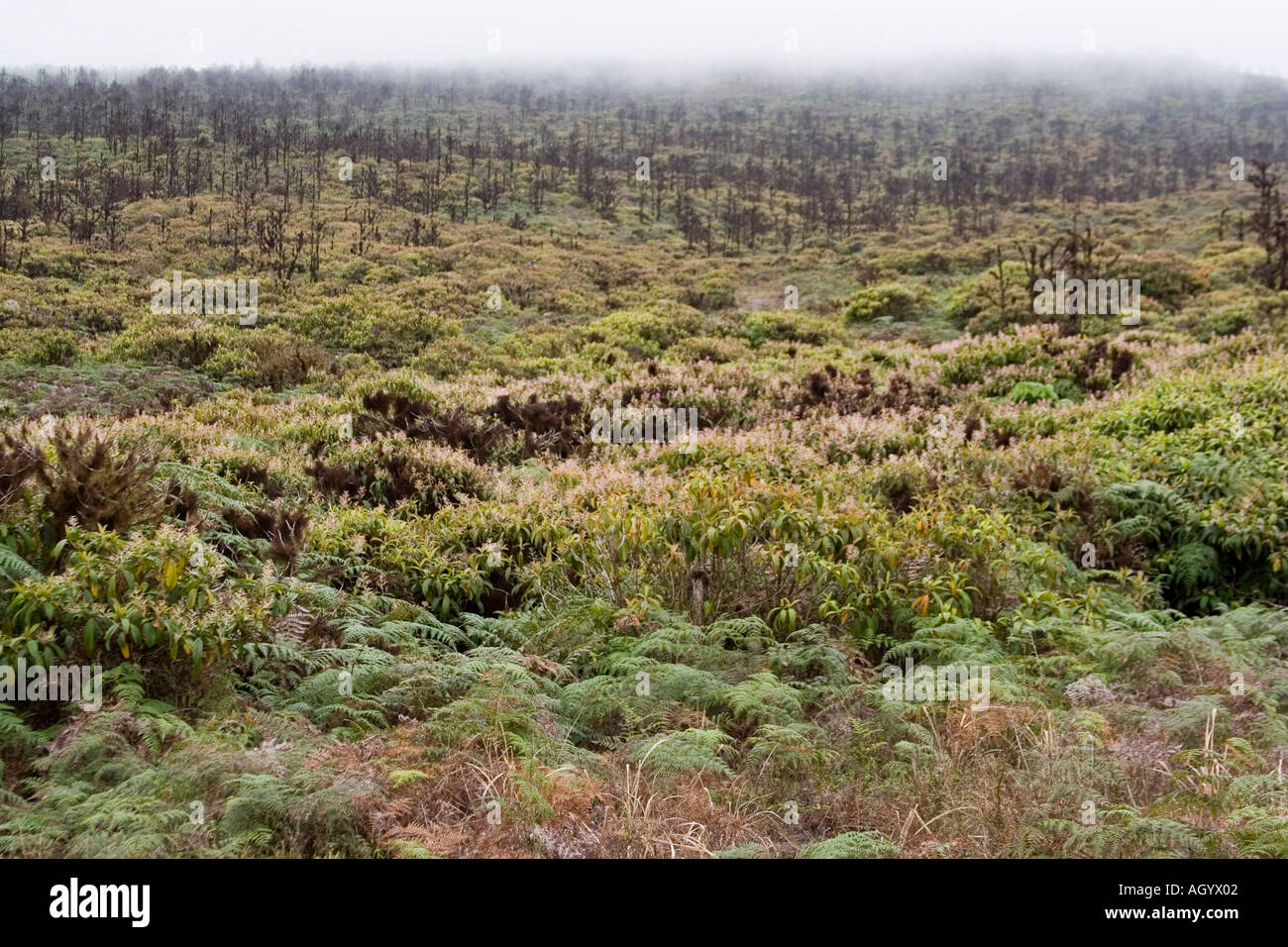 Miconia hi-res stock photography and images - Alamy