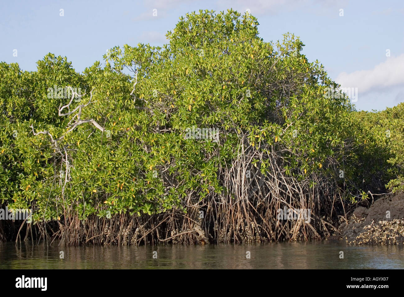 Rhizophora Mangle Red Mangrove