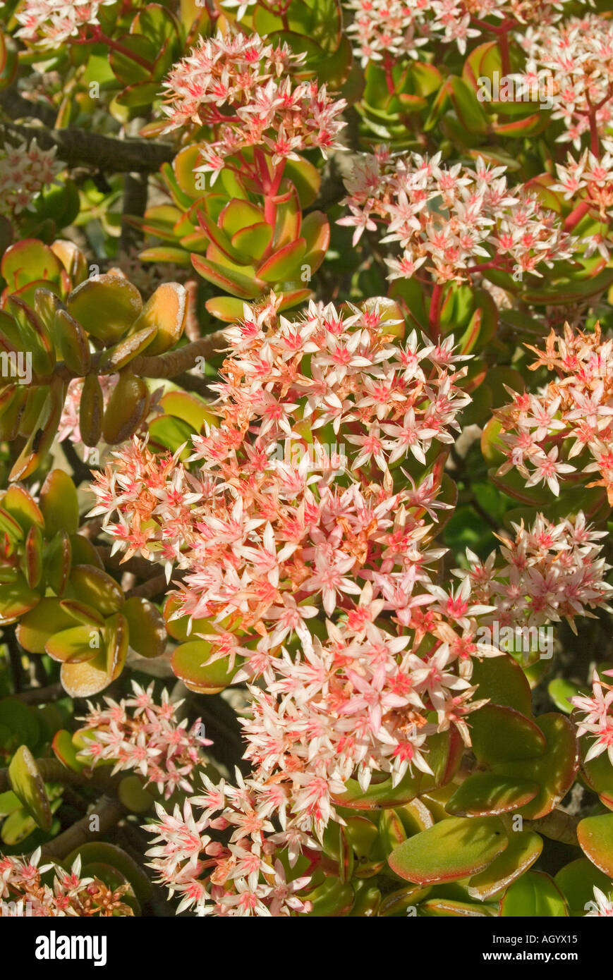South African succulent Crassula lycopodioides Stock Photo - Alamy
