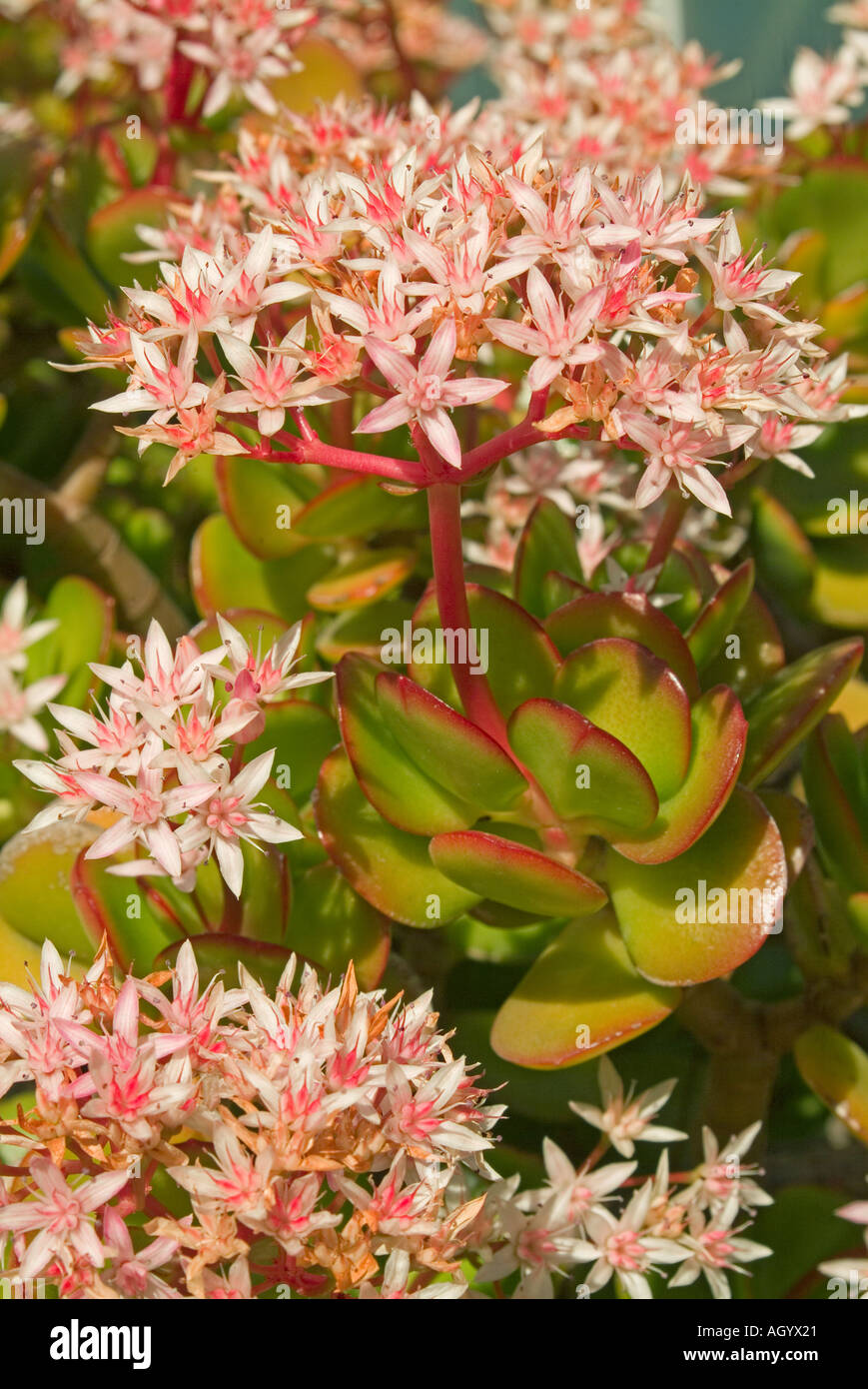 South African succulent Crassula lycopodioides Stock Photo - Alamy