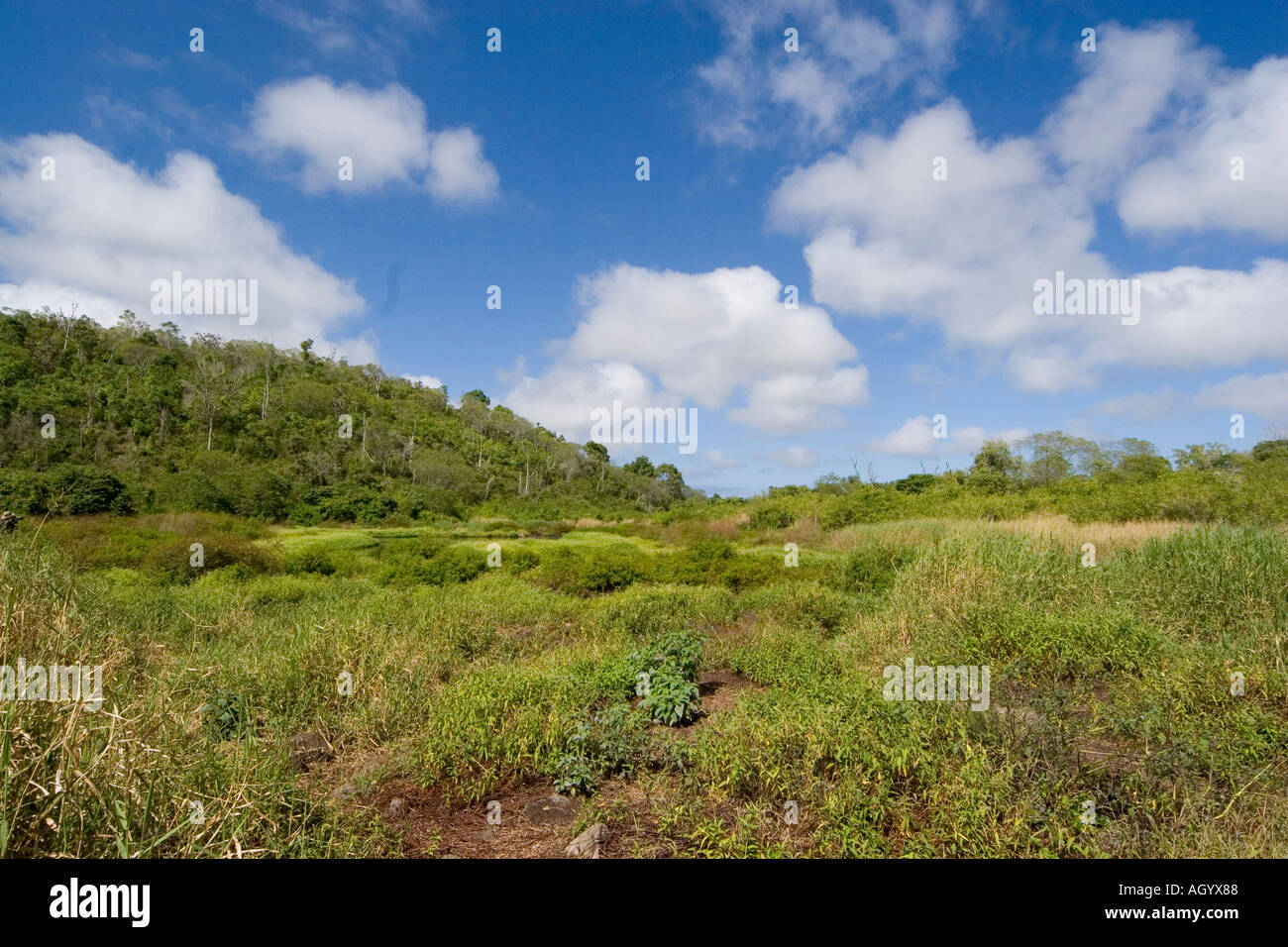Santa cruz forest reserve hi-res stock photography and images - Alamy