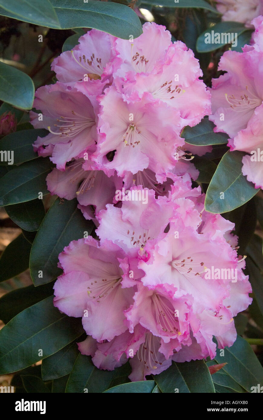 Robyn flower hi-res stock photography and images - Alamy