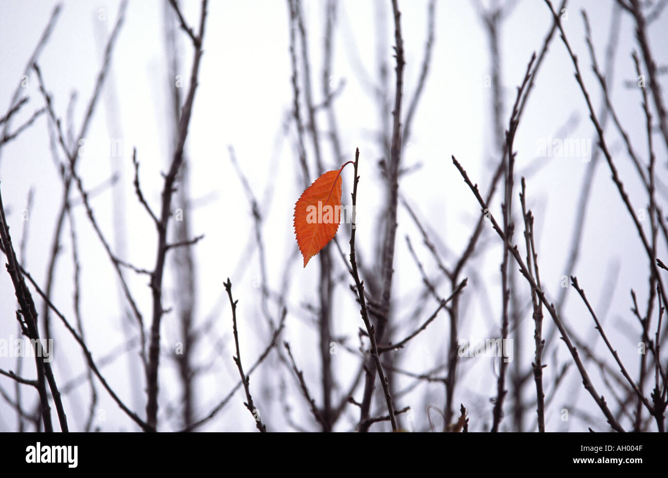 The last leaf of autumn Stock Photo - Alamy