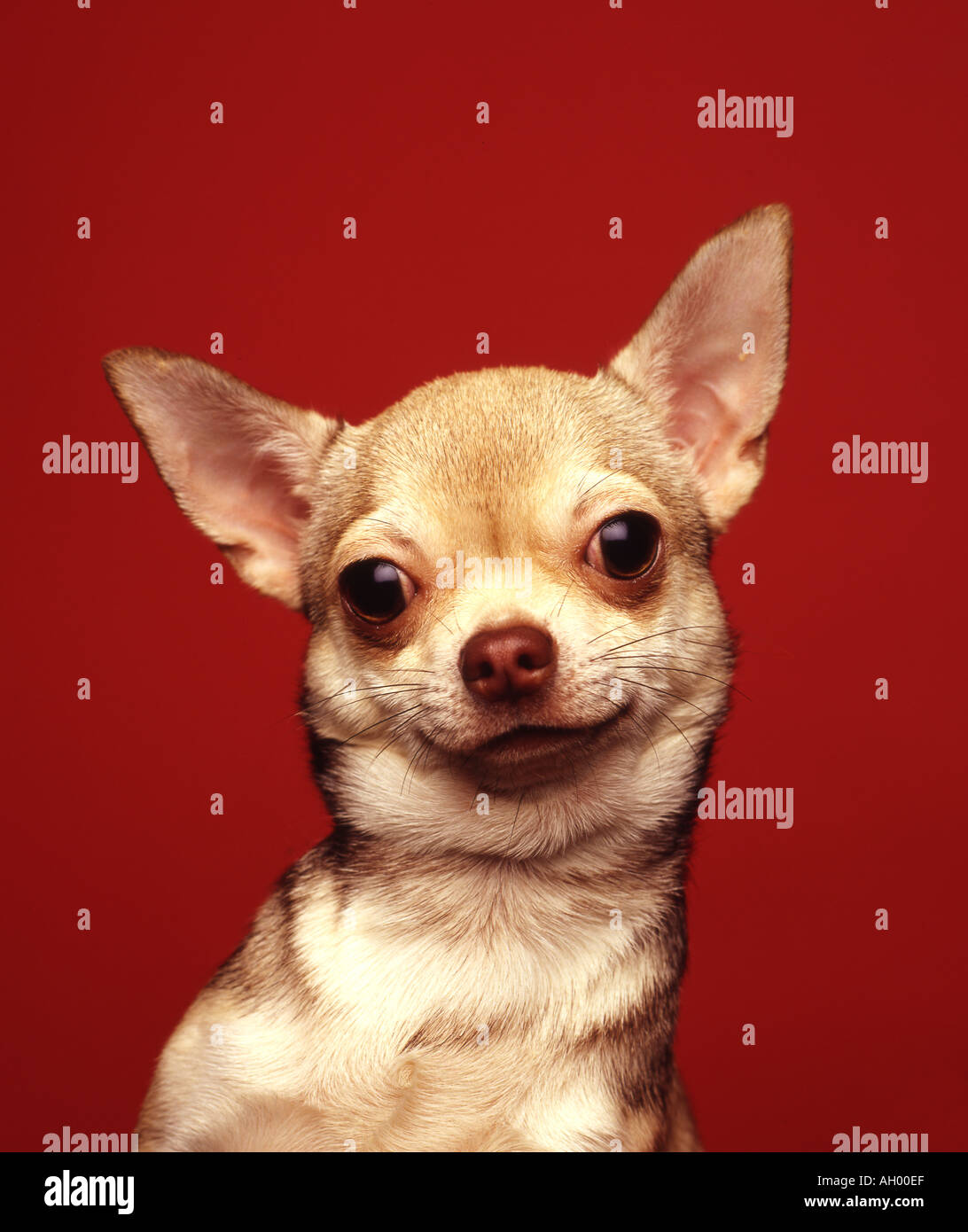 Chiwawa dogs hi-res stock photography and images - Alamy