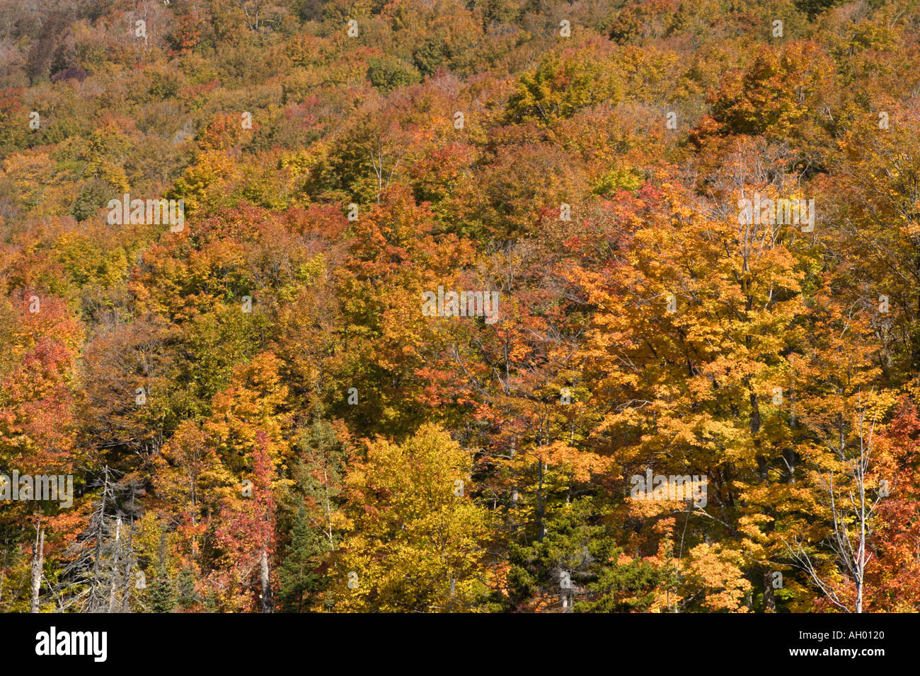 Fall Foliage from Highway 100, Green Mountains, Vermont, USA Stock ...